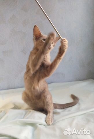 Девочка яванез лилово-кремовая