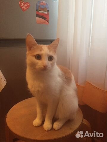 Кошка Ева