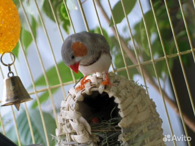 Отдам в добрые руки зебровый амадин