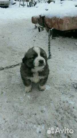 Щенки на охрану