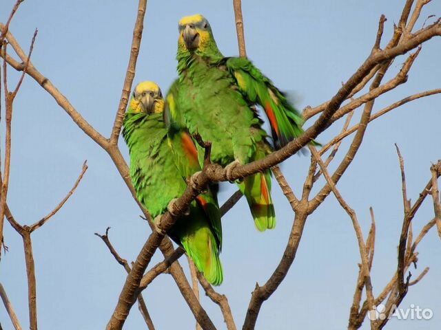 Продам пару Венесуэльских амазанов