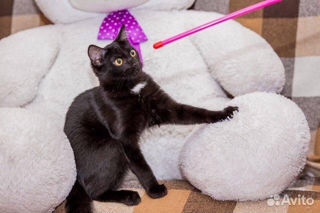 Котёнок Барт