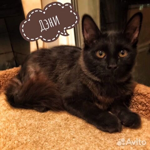 Котёнок Дэни в хорошие руки