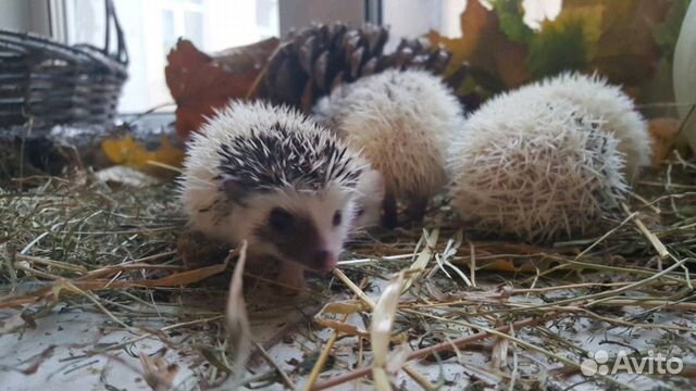 Африканские карликовые ежи
