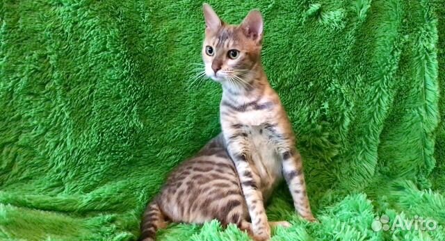 Голубая бенгалочка