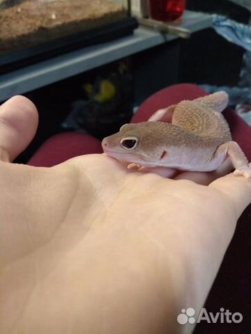 Эублефар ящерица самец