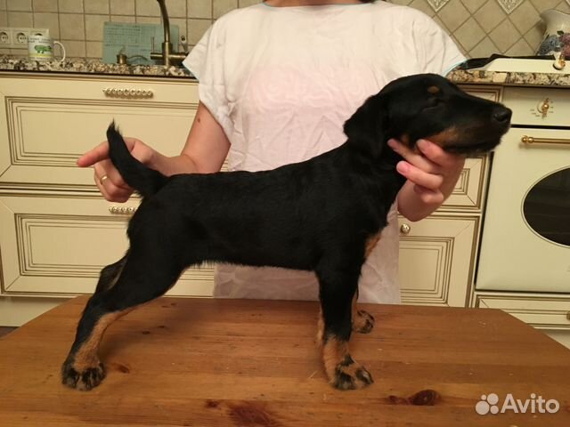 Щенок Ягдтерьера