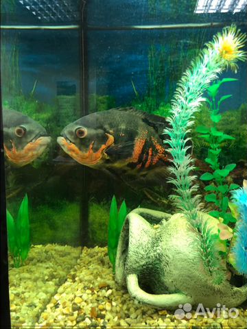Отдам в хорошие руки рыбку астронотус мальчик