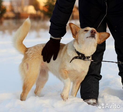 Милая Чебурашка ищет своего "Гену"