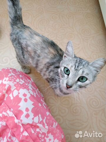 Кошки