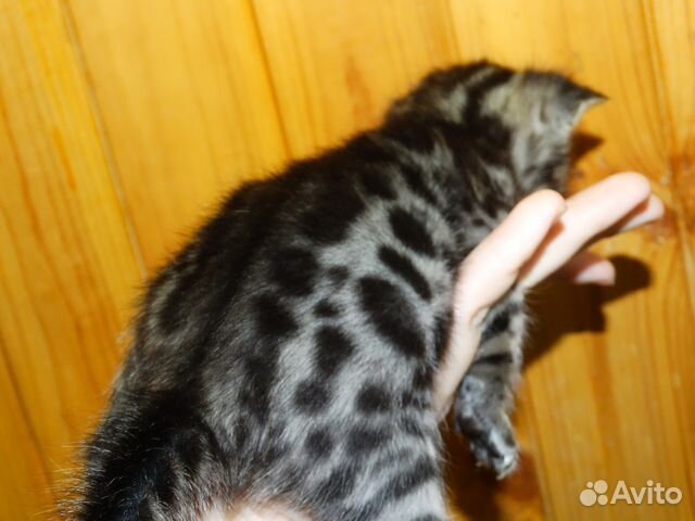 Бенгальские чистокровные котята из питомника