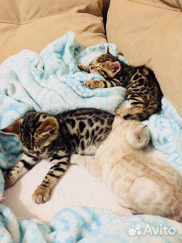 Бенгальские котята