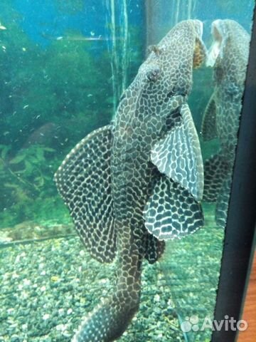 Парчевый сом