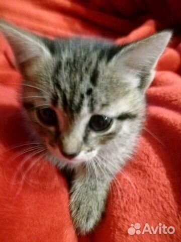 Милая кошечка