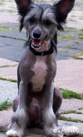 Китайская голая хохлатая