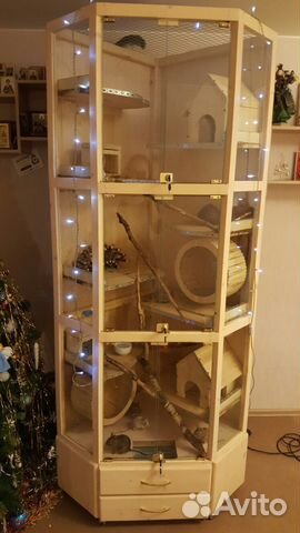 Чилийские белки Дегу с витриной