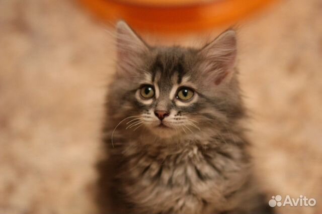 Поночка, 2,5 месяца