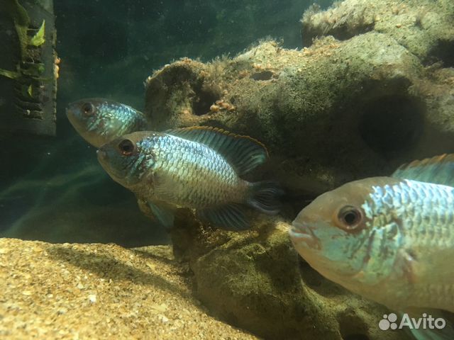 Цихлиды наннакара блю неон