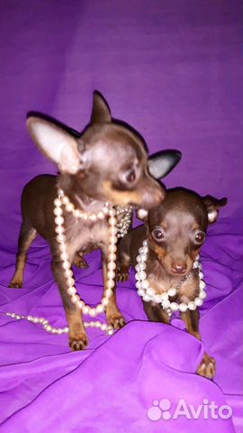 Брилиант помета Микро