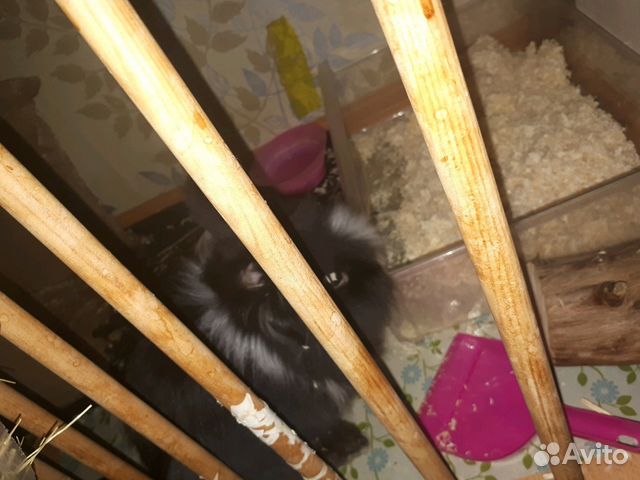 Кролик,отдам бесплатно,возможно привезу