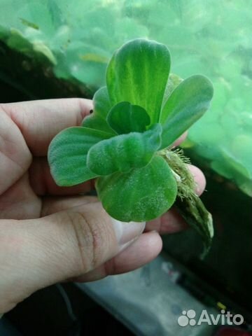 Пистия - аквариумная трава