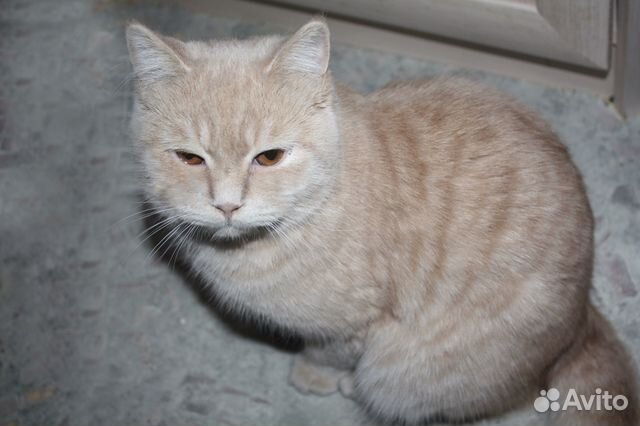Шотландский котейка хочет домой подросток