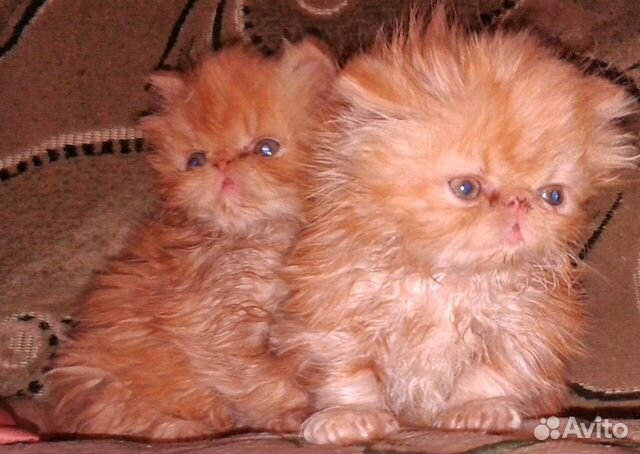 Продаются замечательные персидские котята