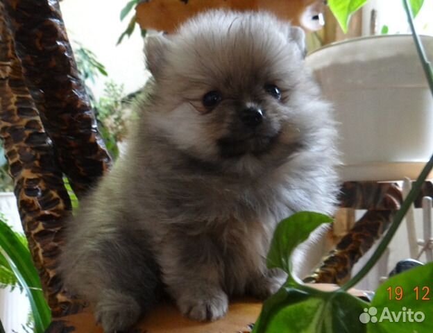 Пушистое чудо мишки померанцы, документы РКФ