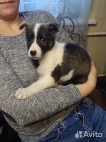 Мика ищет дом