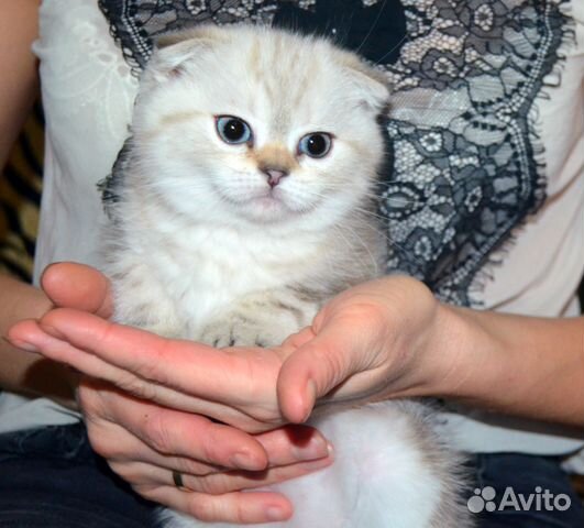 Усатый полосатый подарочек