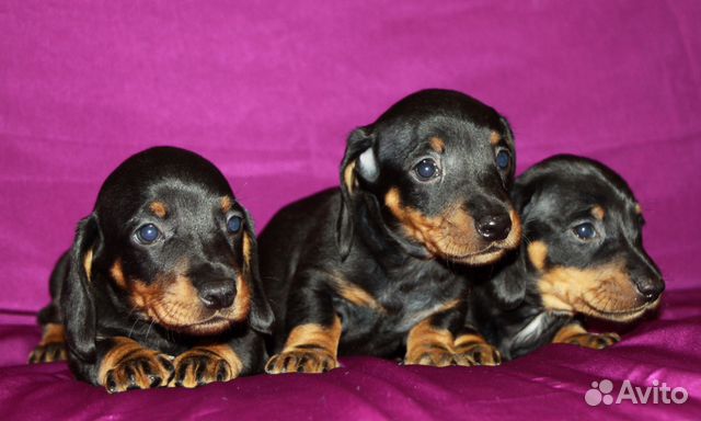 Клубные таксята сродословной РКФ