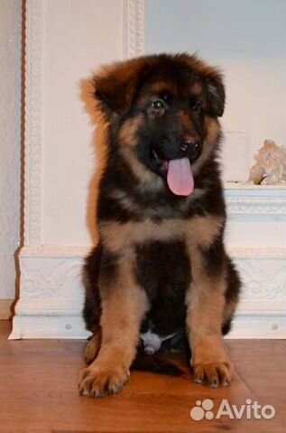 Щенки немецких овчарок