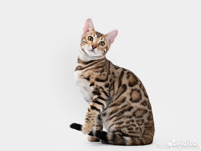 Красивая бенгальская кошечка с крупной розеткой