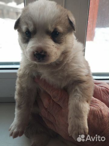 Отдам щенка в добрые руки