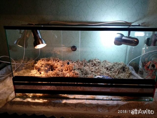 Черепаха угольная с Террариумом