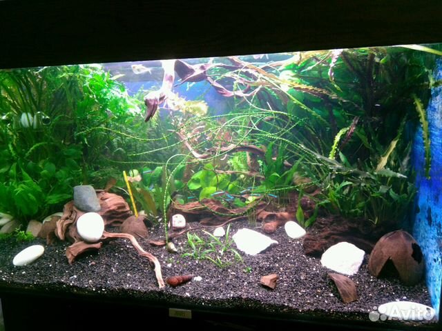 Аквариумные растения