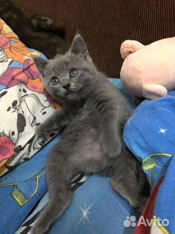 Котик