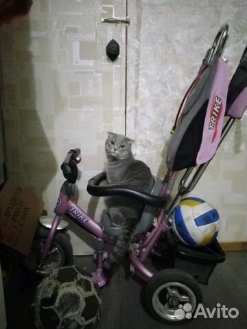 Котик ищет кошечку на связку