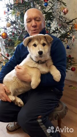 Собака для охраны загородного дома