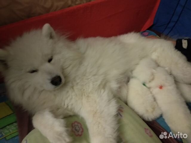 Продаются щенки Самоеда