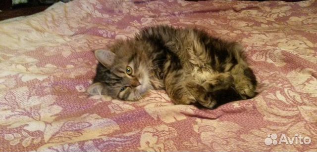 Продается сибирский котенок