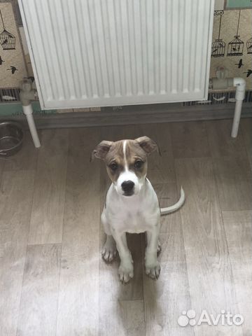 Стаффордширский терьер помесь