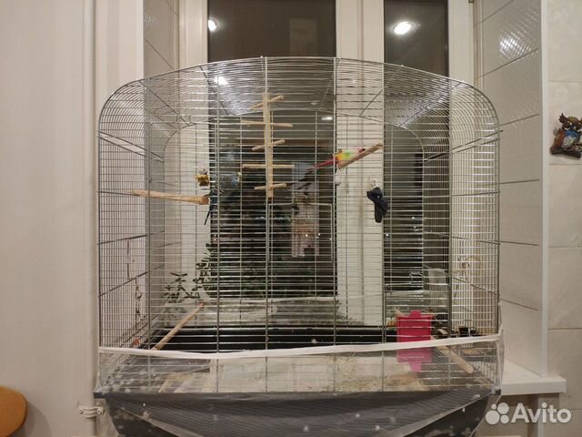 Волнистик + большая клетка