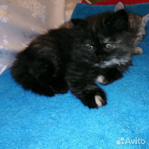 Клепочка, шотландский котеночек