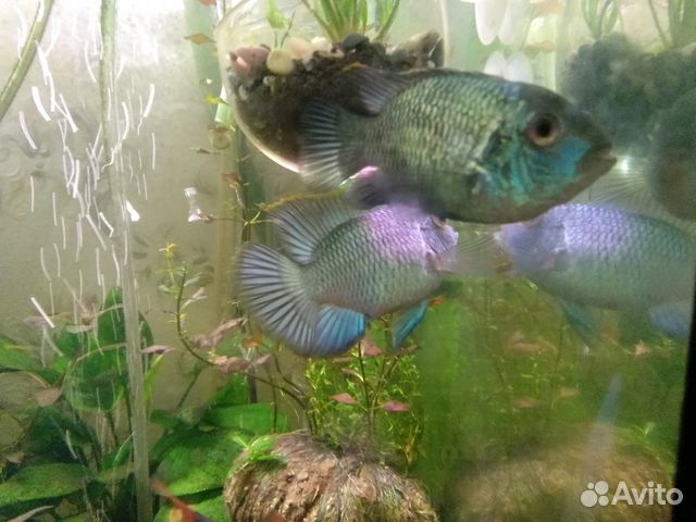 Аквариумные рыбки