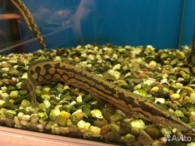 Мастацембел арматус