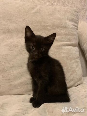 Отдам котёнка в хорошие руки