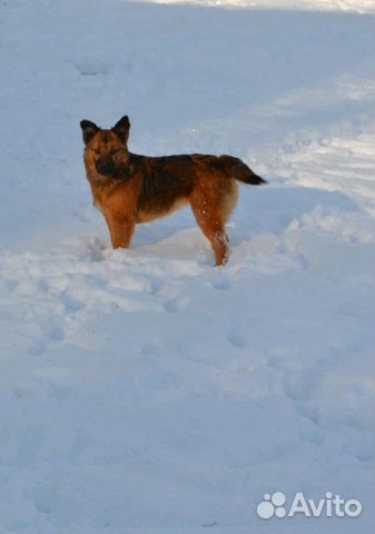 Собака девочка похожа на овчарку