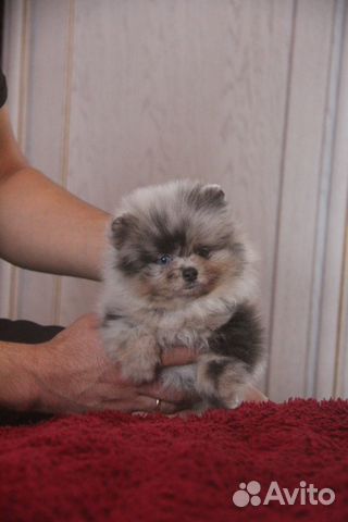 Шпиц 3 мальчика мерле с голубыми глазами