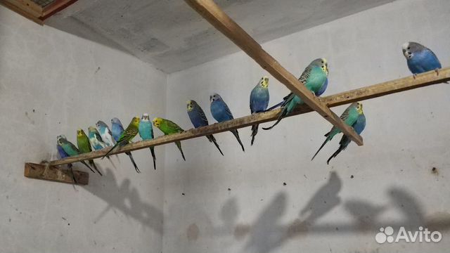Продам или обменяю волнистых попугаев